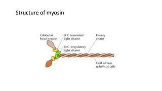 Biochemistry of Muscles.pptx