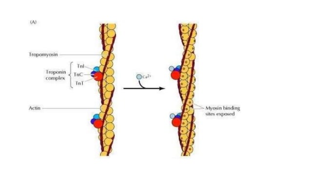 Biochemistry of Muscles.pptx