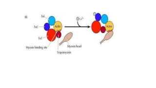 Biochemistry of Muscles.pptx