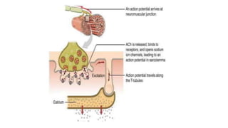 Biochemistry of Muscles.pptx