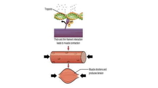 Biochemistry of Muscles.pptx
