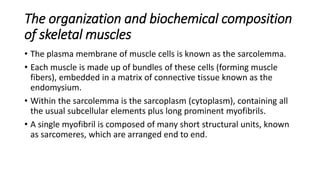 Biochemistry of Muscles.pptx