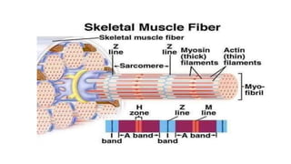Biochemistry of Muscles.pptx