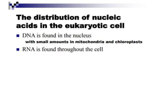 BIOCHEMISTRY OF NEUCLIC ACIDS end.pptx