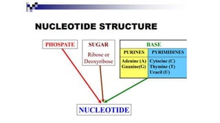 BIOCHEMISTRY OF NEUCLIC ACIDS end.pptx