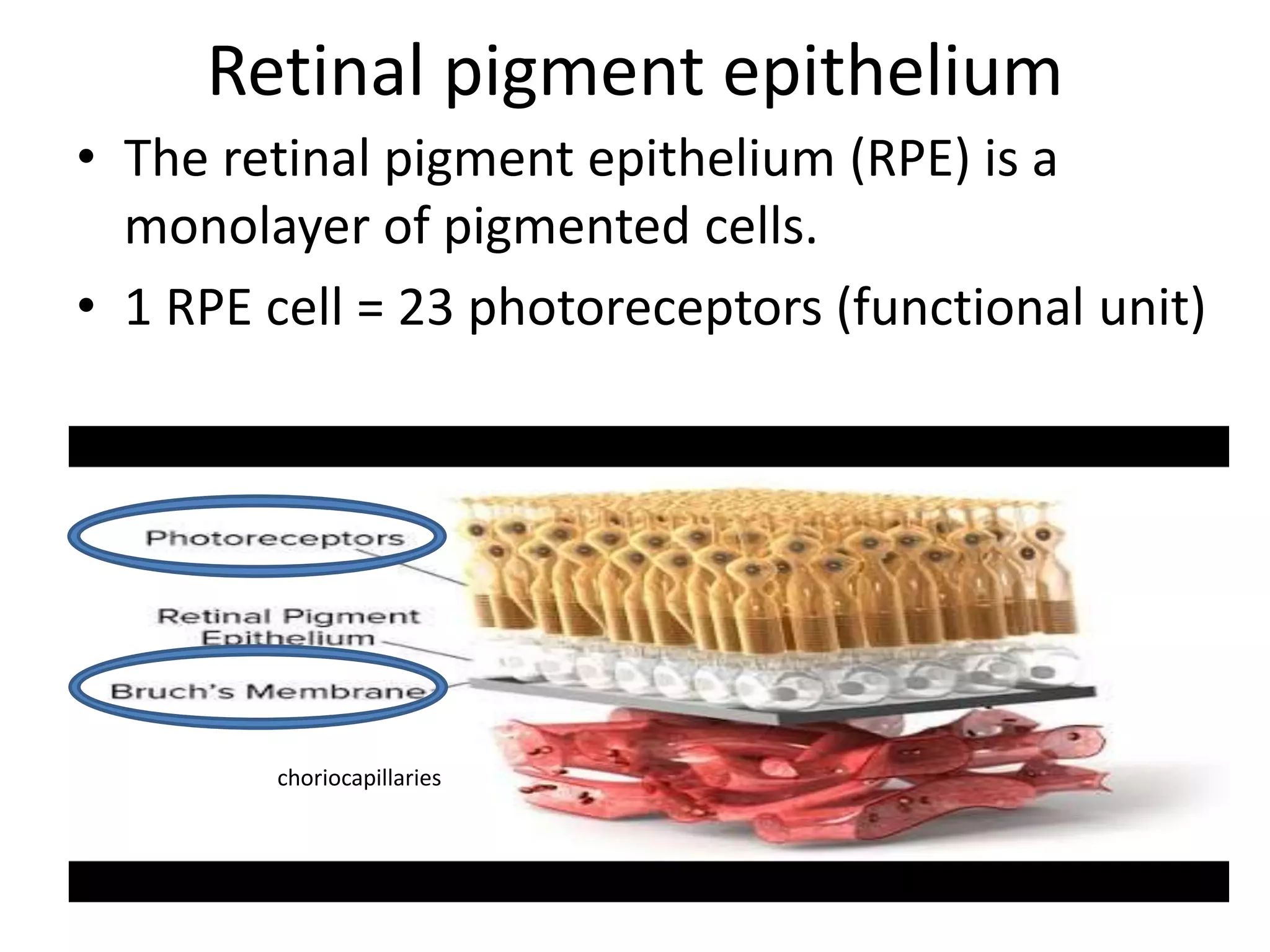 BIOCHEMISTRY OF RETINA.pptx