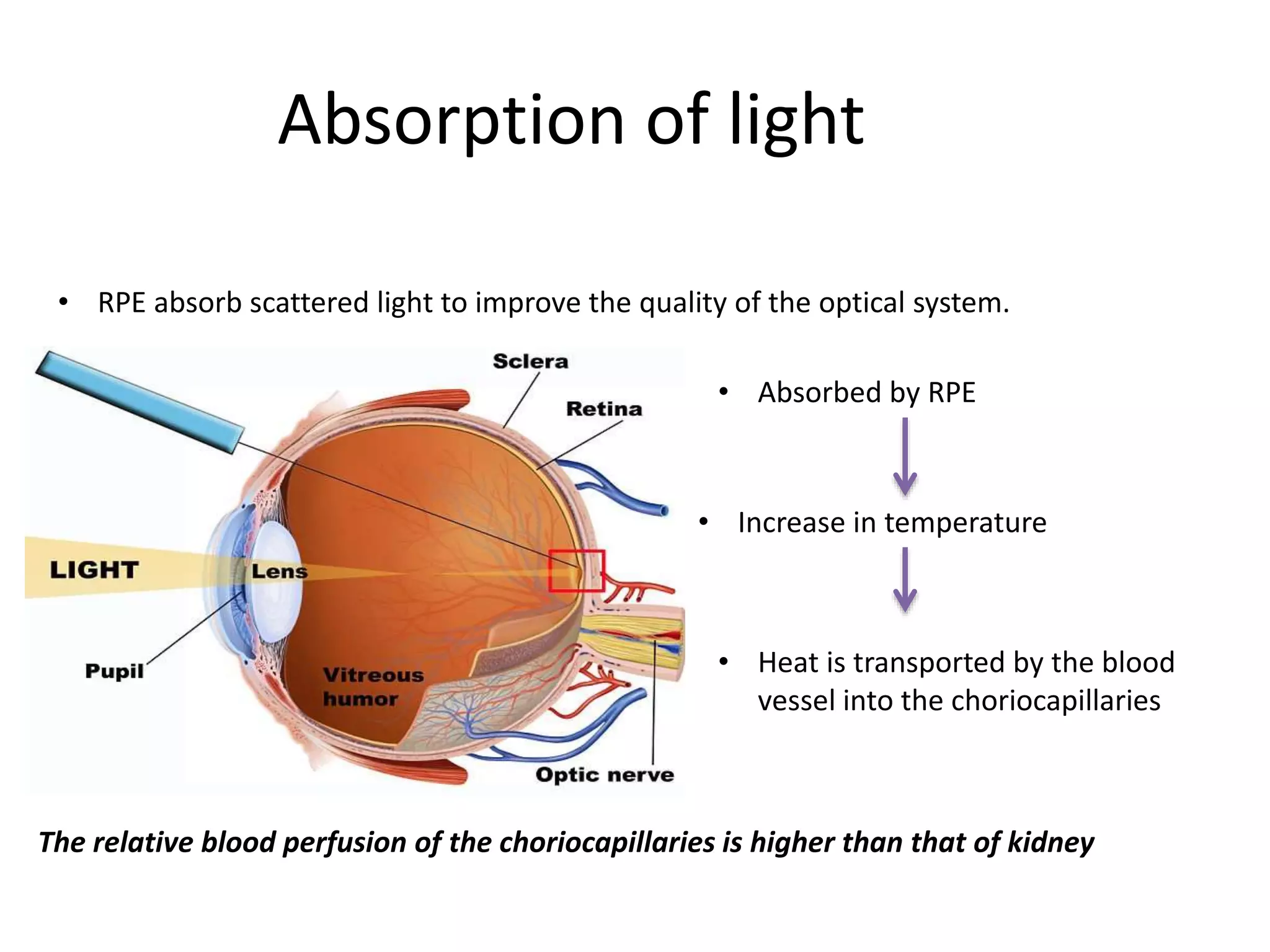 BIOCHEMISTRY OF RETINA.pptx