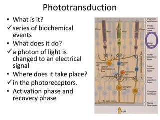BIOCHEMISTRY OF RETINA.pptx