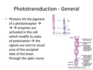 BIOCHEMISTRY OF RETINA.pptx
