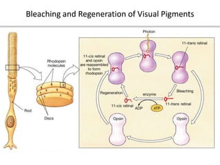 BIOCHEMISTRY OF RETINA.pptx