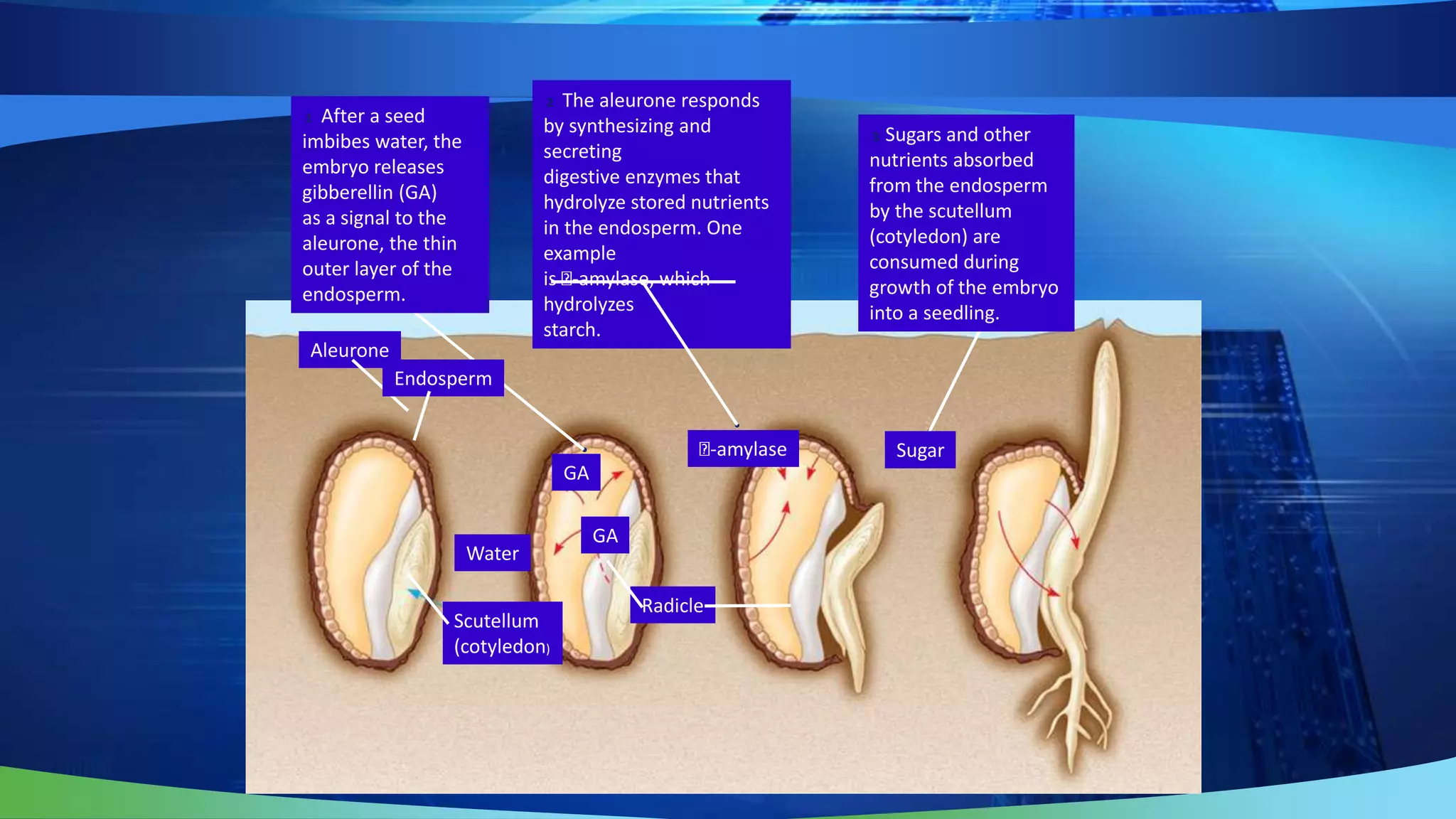 Biochemistry of seed germination.ppt