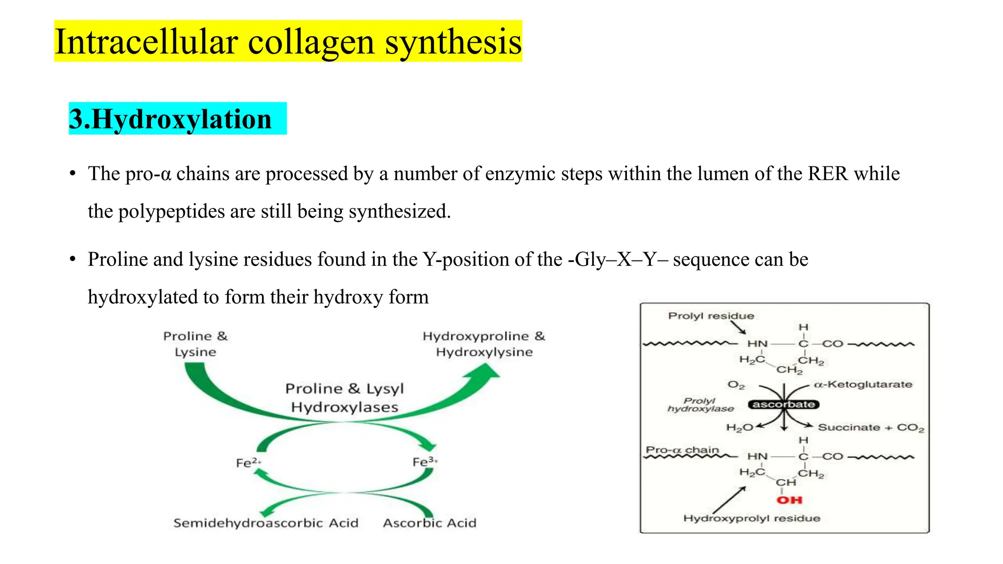 Biochemistry of musculoskeletal system. biochemistry of MSS prepared by ...