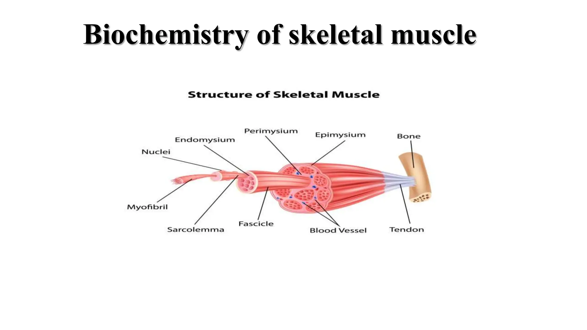 Biochemistry of musculoskeletal system. biochemistry of MSS prepared by ...