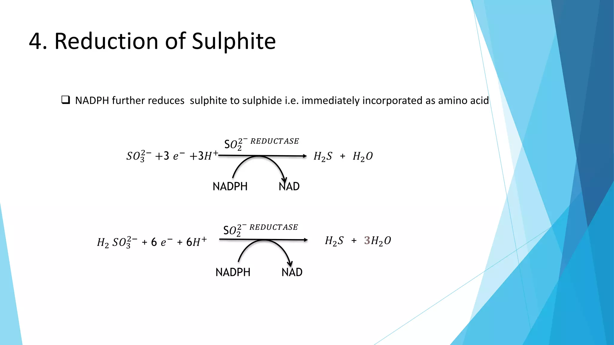 Biochemistry of sulphur reduction | PPTX