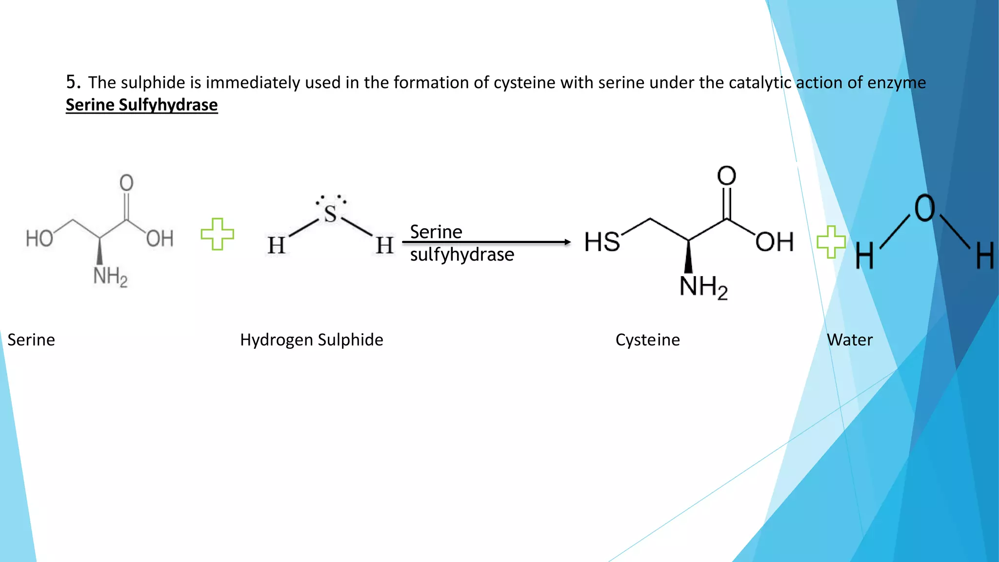 Biochemistry of sulphur reduction | PPTX | Chemistry | Science