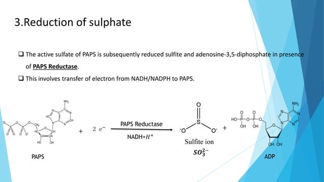 Biochemistry of sulphur reduction | PPTX | Chemistry | Science