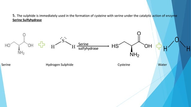 Biochemistry of sulphur reduction | PPTX | Chemistry | Science