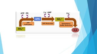 Biochemistry of sulphur reduction | PPTX