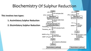 Biochemistry of sulphur reduction | PPTX