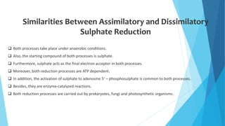 Biochemistry of sulphur reduction | PPTX