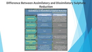 Biochemistry of sulphur reduction | PPTX