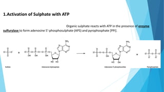 Biochemistry of sulphur reduction | PPTX