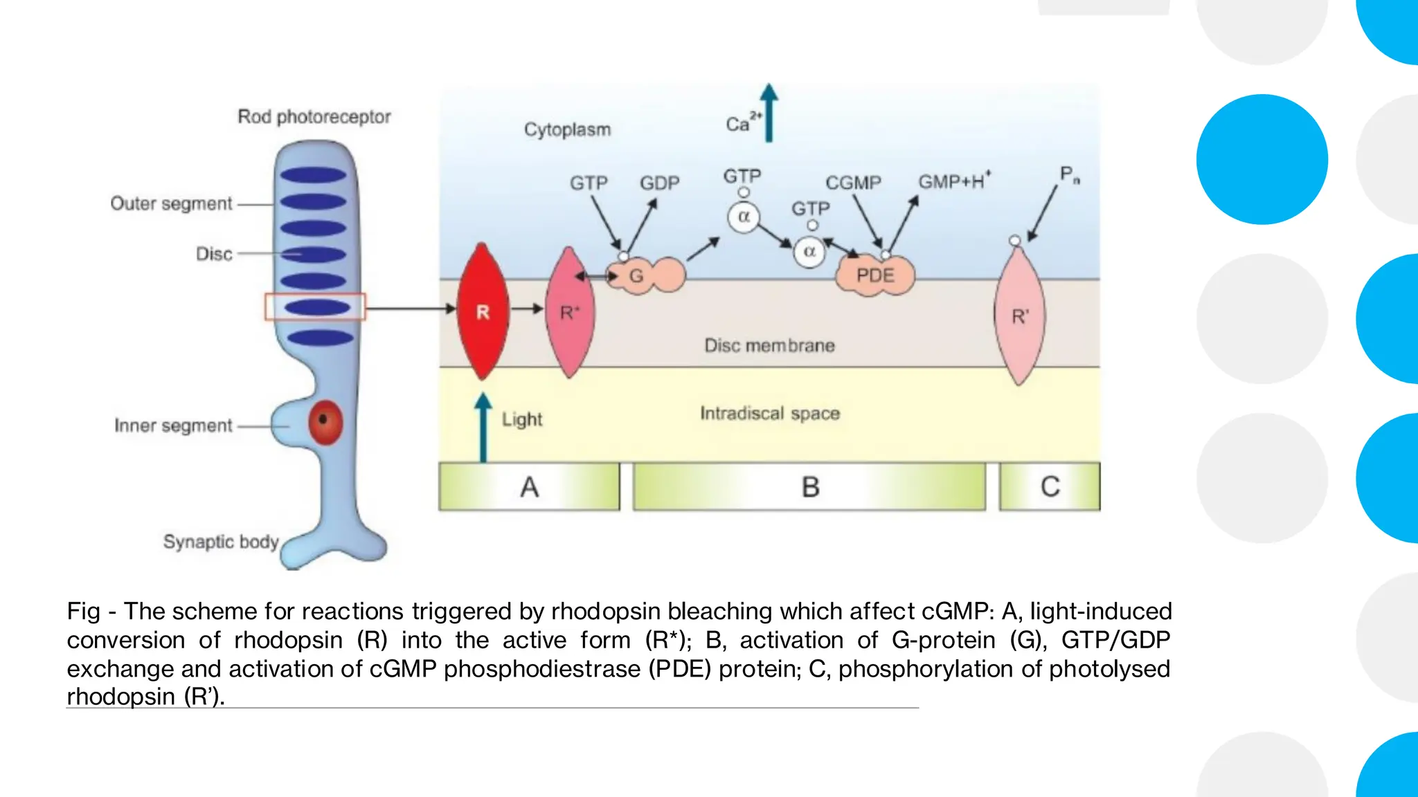 Biochemistry of Visual Process- Ocular Biochemistry | PDF