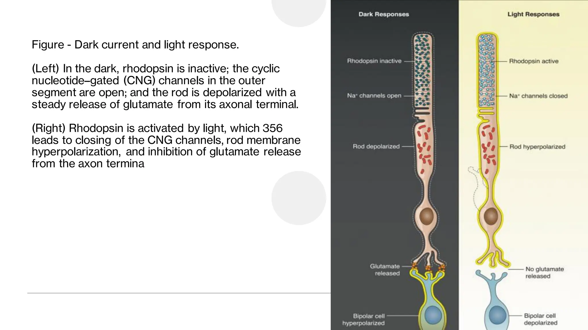 Biochemistry of Visual Process- Ocular Biochemistry | PDF