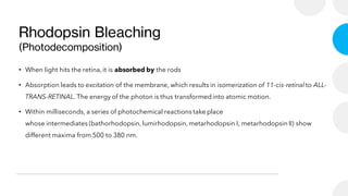 Biochemistry of Visual Process- Ocular Biochemistry | PDF