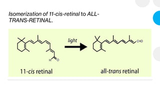 Biochemistry of Visual Process- Ocular Biochemistry | PDF