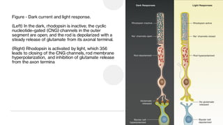 Biochemistry of Visual Process- Ocular Biochemistry | PDF