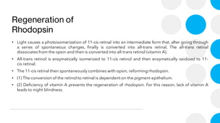 Biochemistry of Visual Process- Ocular Biochemistry | PDF