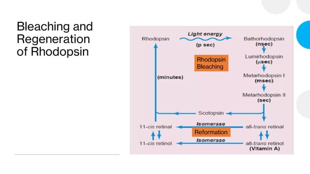Biochemistry of Visual Process- Ocular Biochemistry | PDF