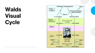 Biochemistry of Visual Process- Ocular Biochemistry | PDF
