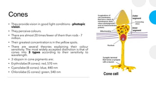Biochemistry of Visual Process- Ocular Biochemistry | PDF