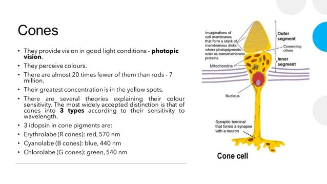 Biochemistry of Visual Process- Ocular Biochemistry | PDF