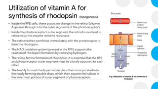 Biochemistry of Visual Process- Ocular Biochemistry | PDF