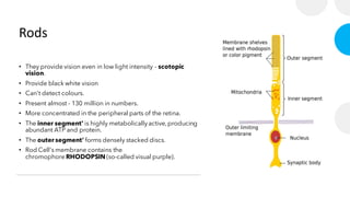 Biochemistry of Visual Process- Ocular Biochemistry | PDF