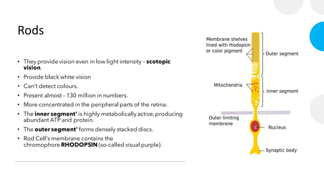 Biochemistry of Visual Process- Ocular Biochemistry | PDF