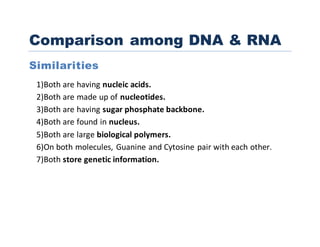 Dna And Rna Similarities And Differences