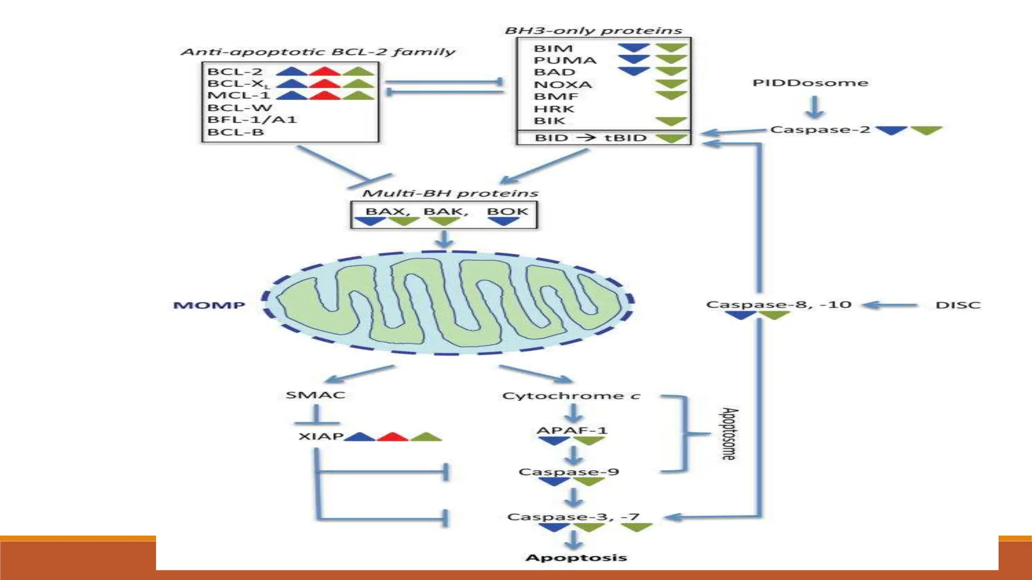 BIOCHEMISTRY PRESENTATION.on resisting cell dehat | PPT