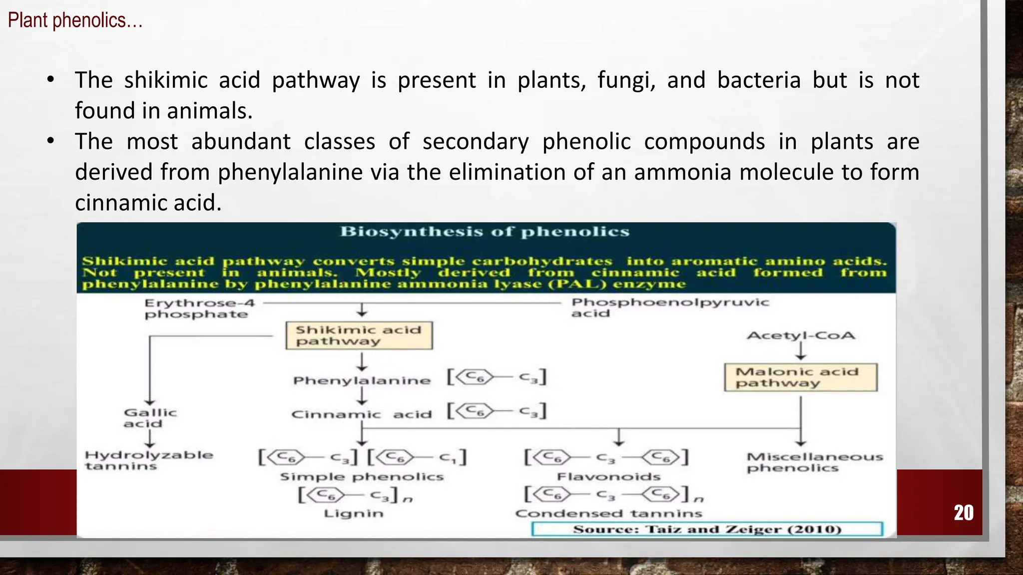 Phenolics: types, biosynthesis and functions. | PPTX