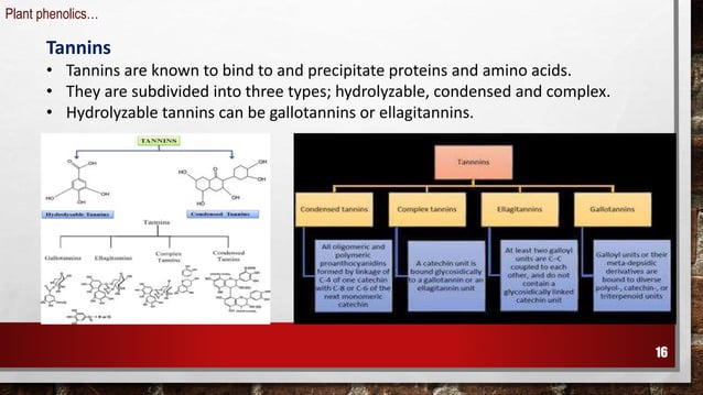 Phenolics: types, biosynthesis and functions. | PPTX | Chemistry | Science