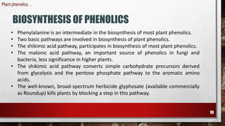 Phenolics: types, biosynthesis and functions. | PPTX