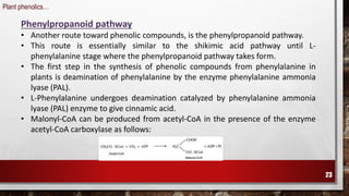 Phenolics: types, biosynthesis and functions. | PPTX