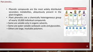 Phenolics: types, biosynthesis and functions. | PPTX