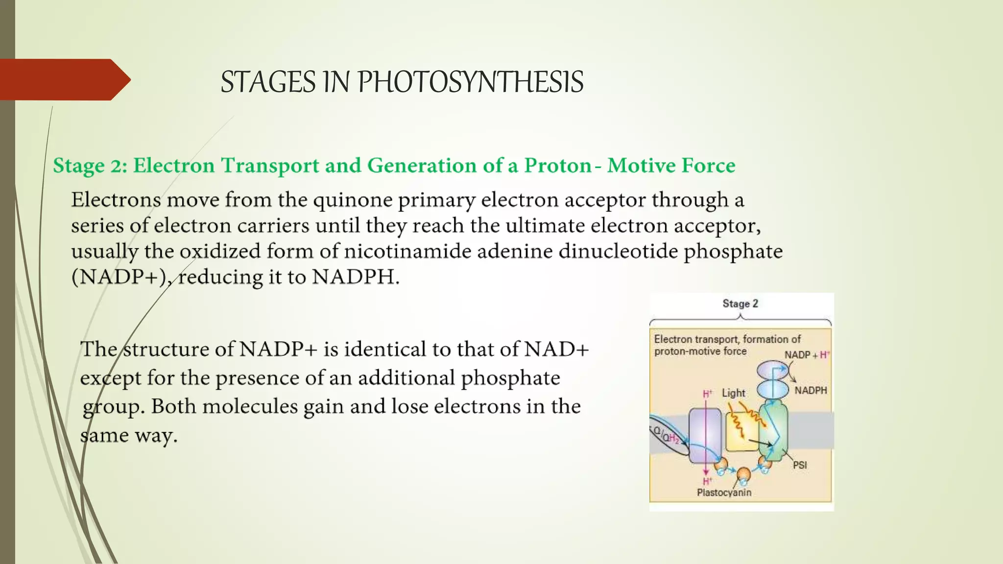 ⭐Biochemistry presentation photosynthesis | PPTX