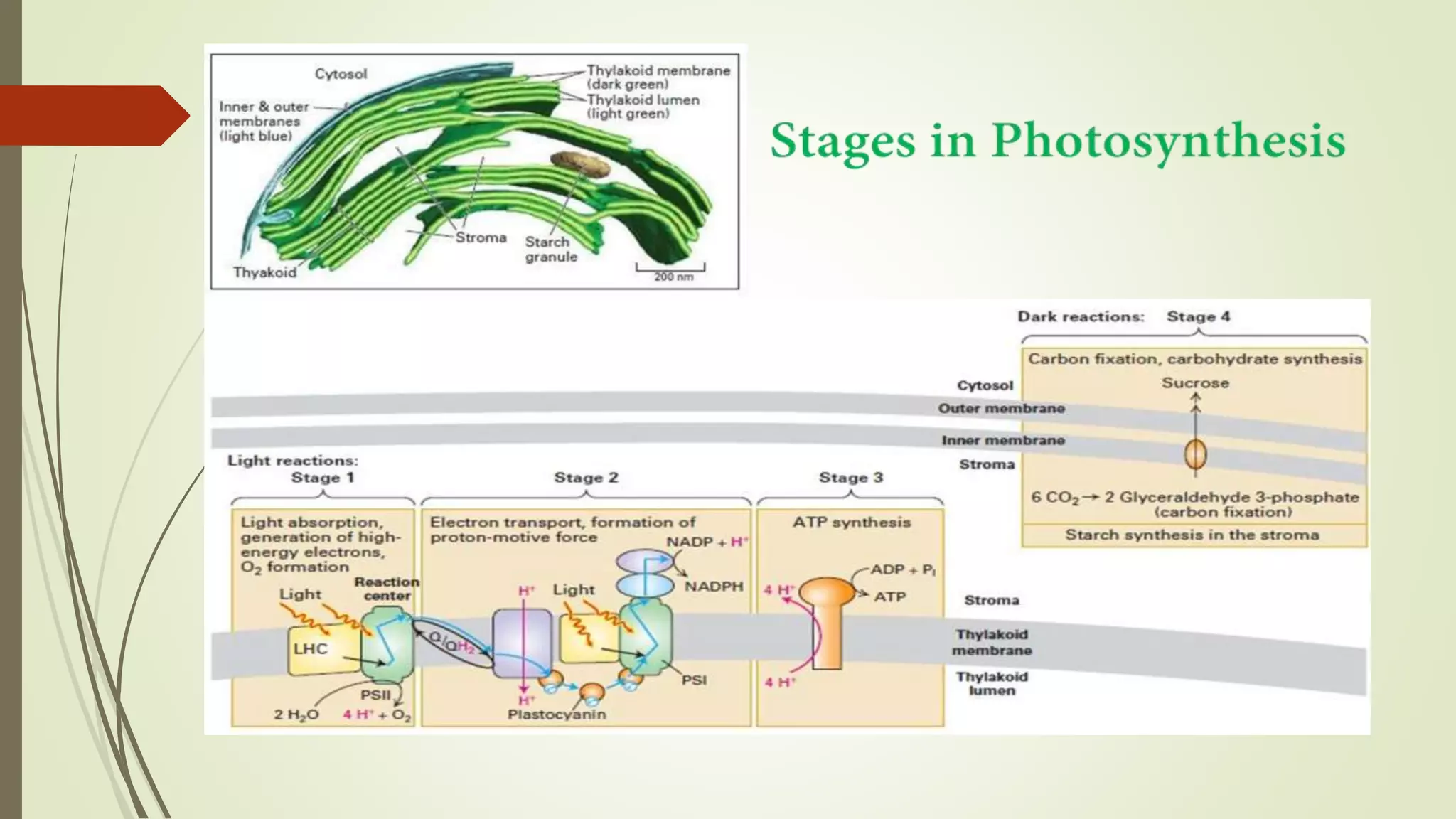⭐Biochemistry presentation photosynthesis | PPTX