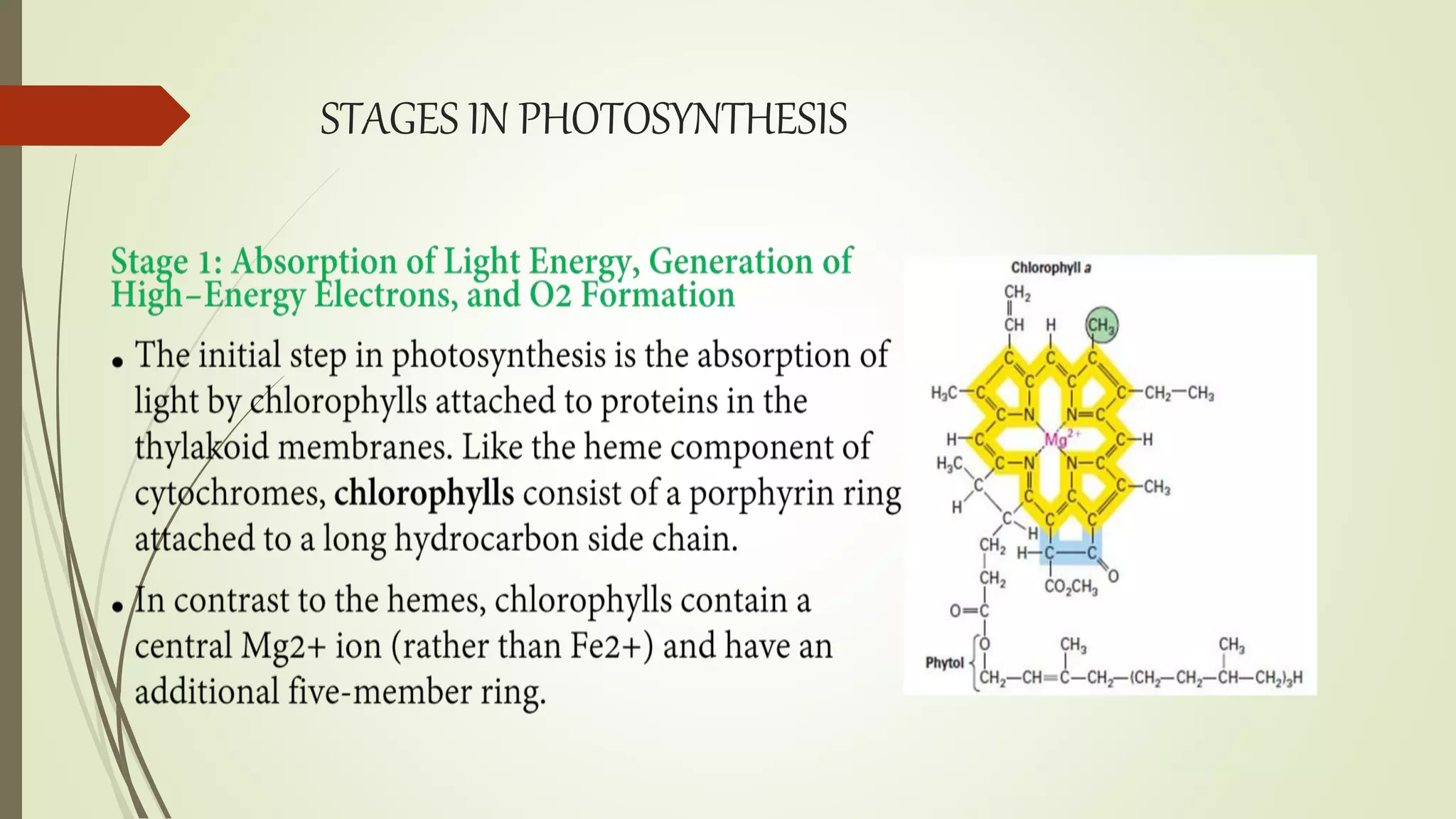 ⭐Biochemistry presentation photosynthesis | PPTX