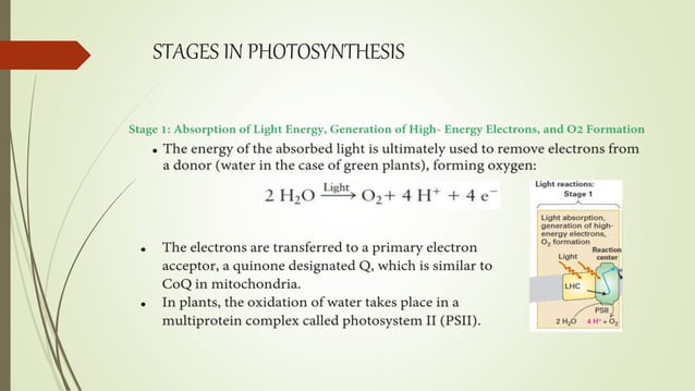 ⭐Biochemistry presentation photosynthesis | PPT